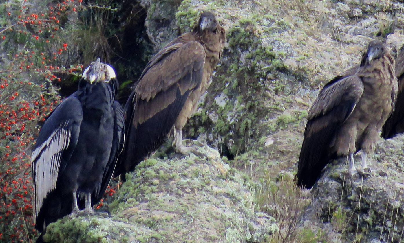 Una bandada de cóndores en una sesión de fotos especial en las Altas ...