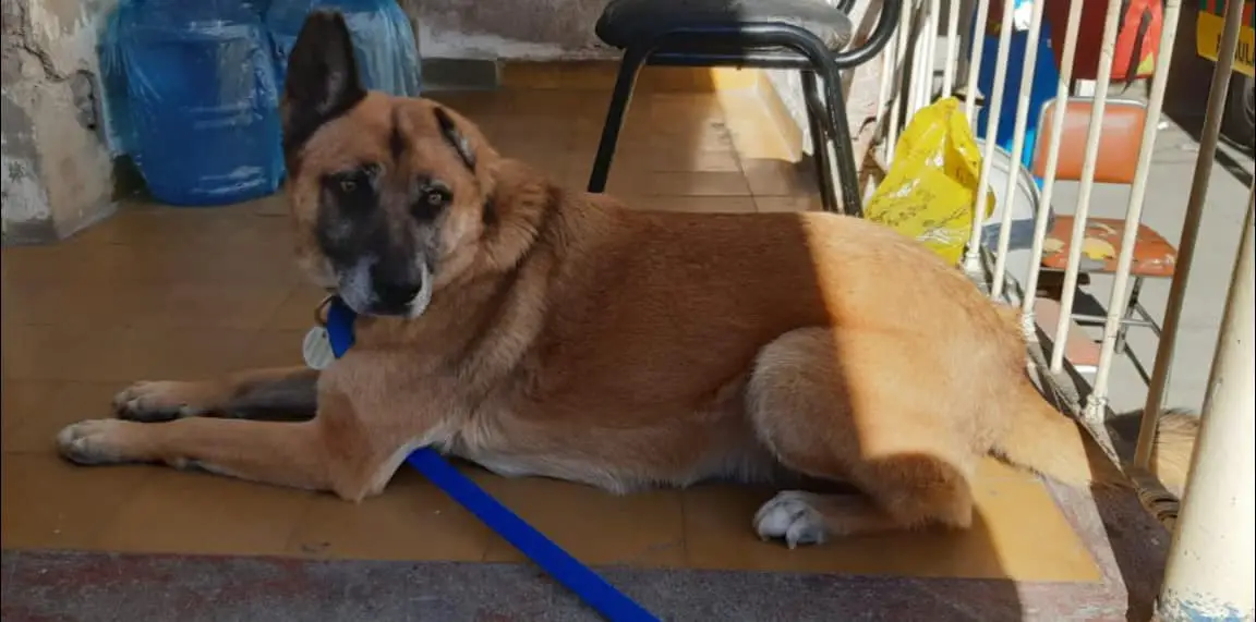 Jack, el perro al que nadie quería porque le falta una oreja ...