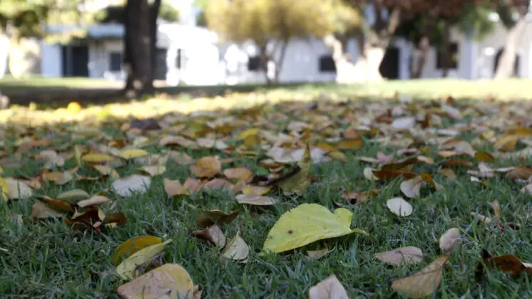 ¿Qué hacer con las hojas en otoño? Consejos para cuidar la naturaleza