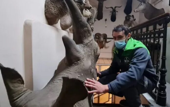 Secuestran más de 50 ejemplares de animales embalsamados en la fábrica ...