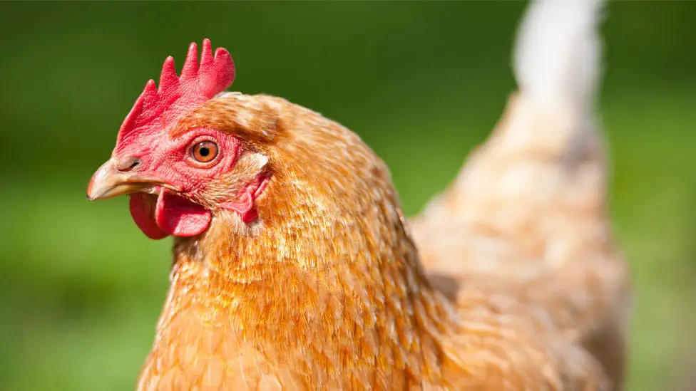 Prohíben la venta de aves vivas en todo el país por la «Gripe Aviar ...