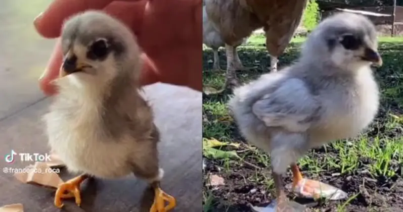 La historia del pollito al que le hicieron zapatillas para que pueda ...