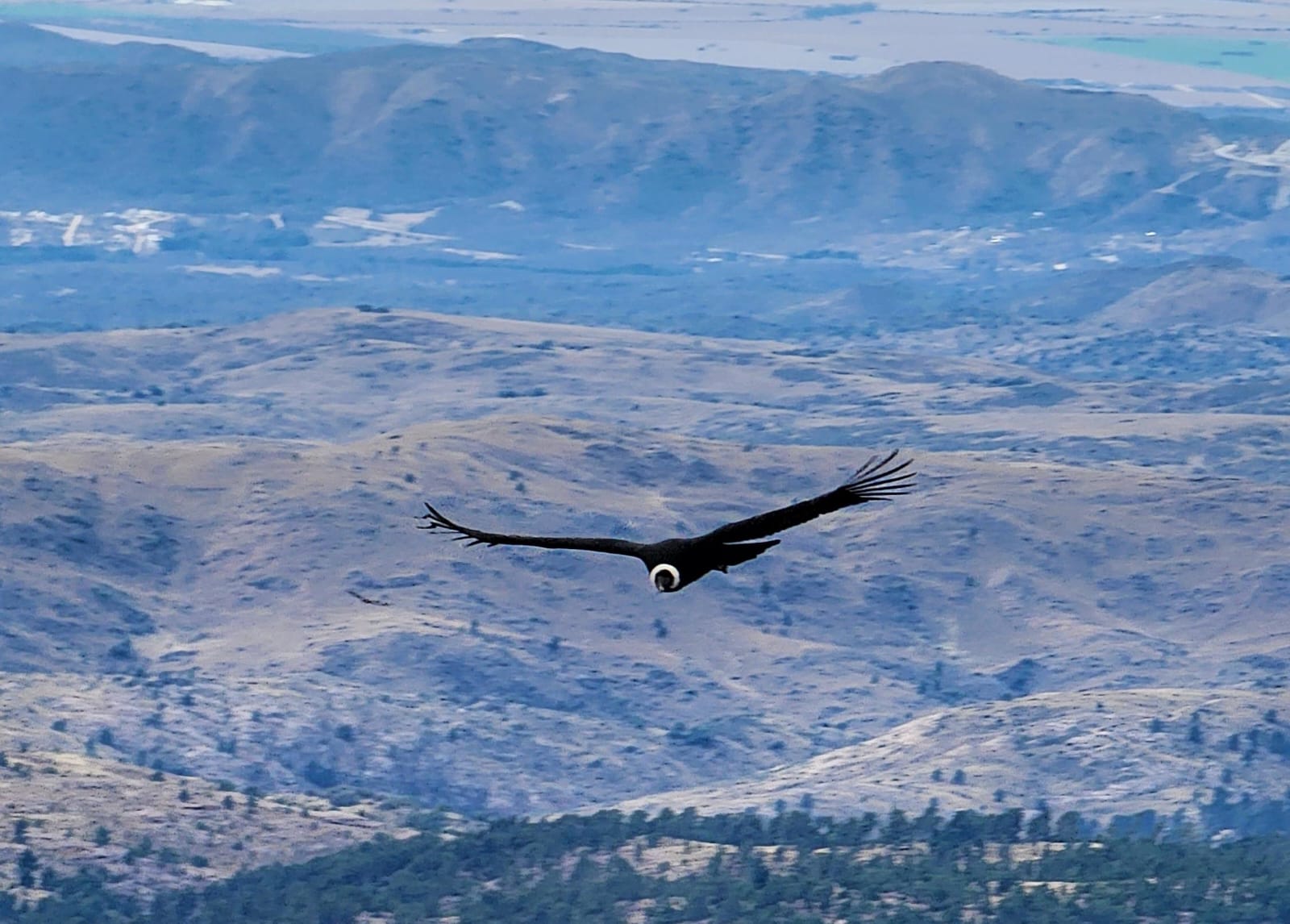 Fotos y video: La majestuosidad de los cóndores de las Altas Cumbres