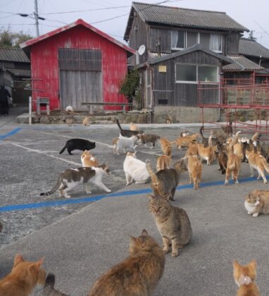 Amos y señores de la isla: Aoshima, el lugar donde solo viven gatos