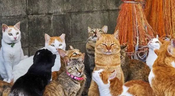 Amos y señores de la isla: Aoshima, el lugar donde solo viven gatos
