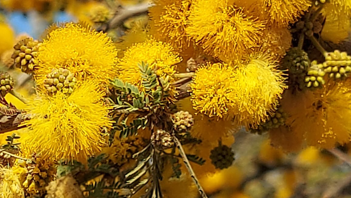 El Espinillo en el jardín