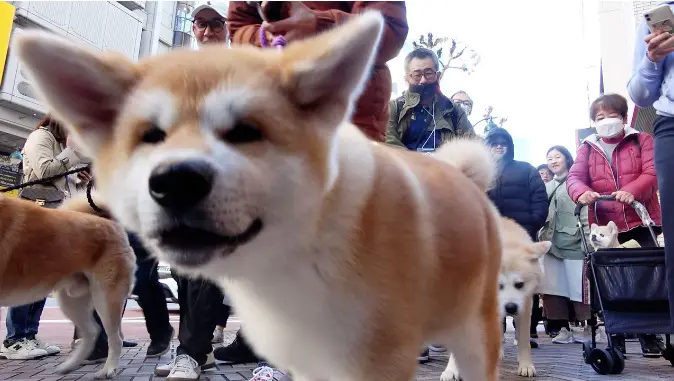 Video: El desfile de perros akita por el centenario del fiel Hachiko