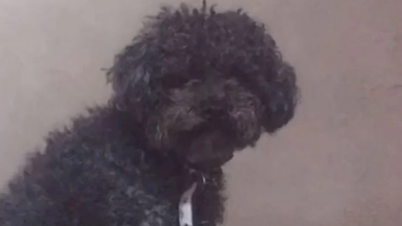 Video: Envió a su perro a la peluquería y cinco horas después se dio cuenta que le devolvieron ...