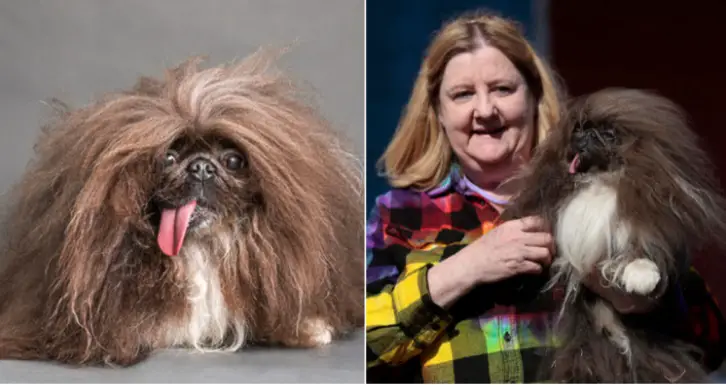 Un pequinés de 8 años fue elegido "el perro más feo del mundo": ganó ...
