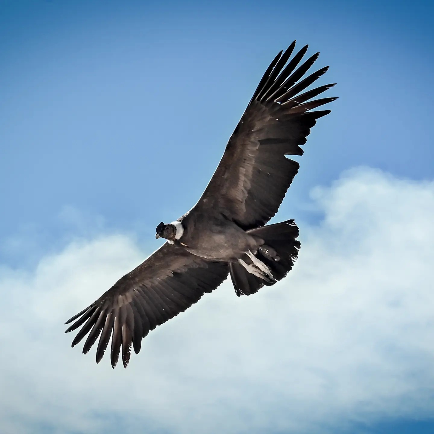 Aprender a volar: Una familia de cóndores captada por la lente de un ...