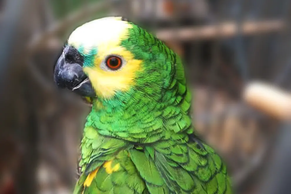 Loros habladores rescatados en Córdoba serán reintroducidos en Santa Fe ...