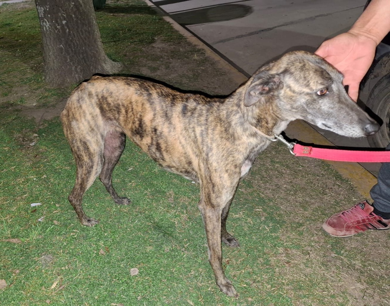 Lo detuvieron por negociar el rescate de un perro robado